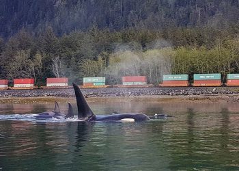 Marine Mammal Programming Conservation | Prince Rupert Port Authority ...