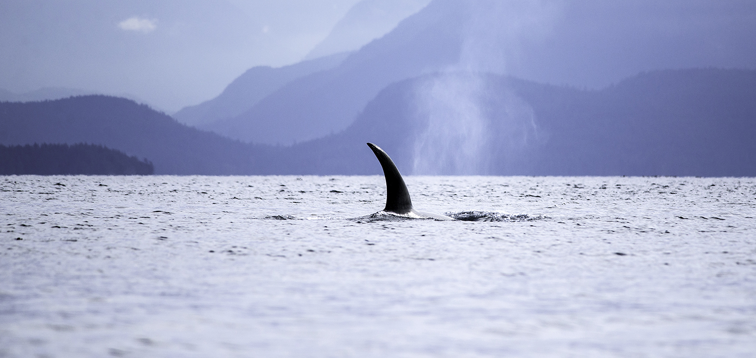 Marine Mammal Programming Conservation | Prince Rupert Port Authority ...