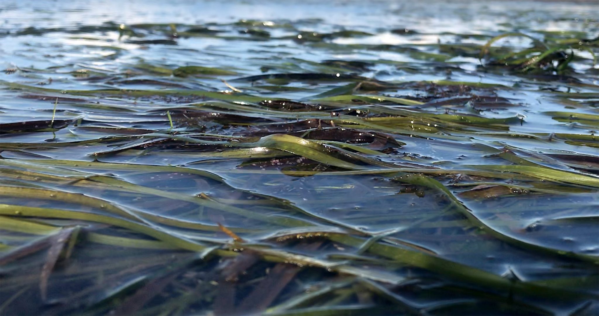 Identifying Eel Grass | Prince Rupert Port Authority : Prince Rupert ...