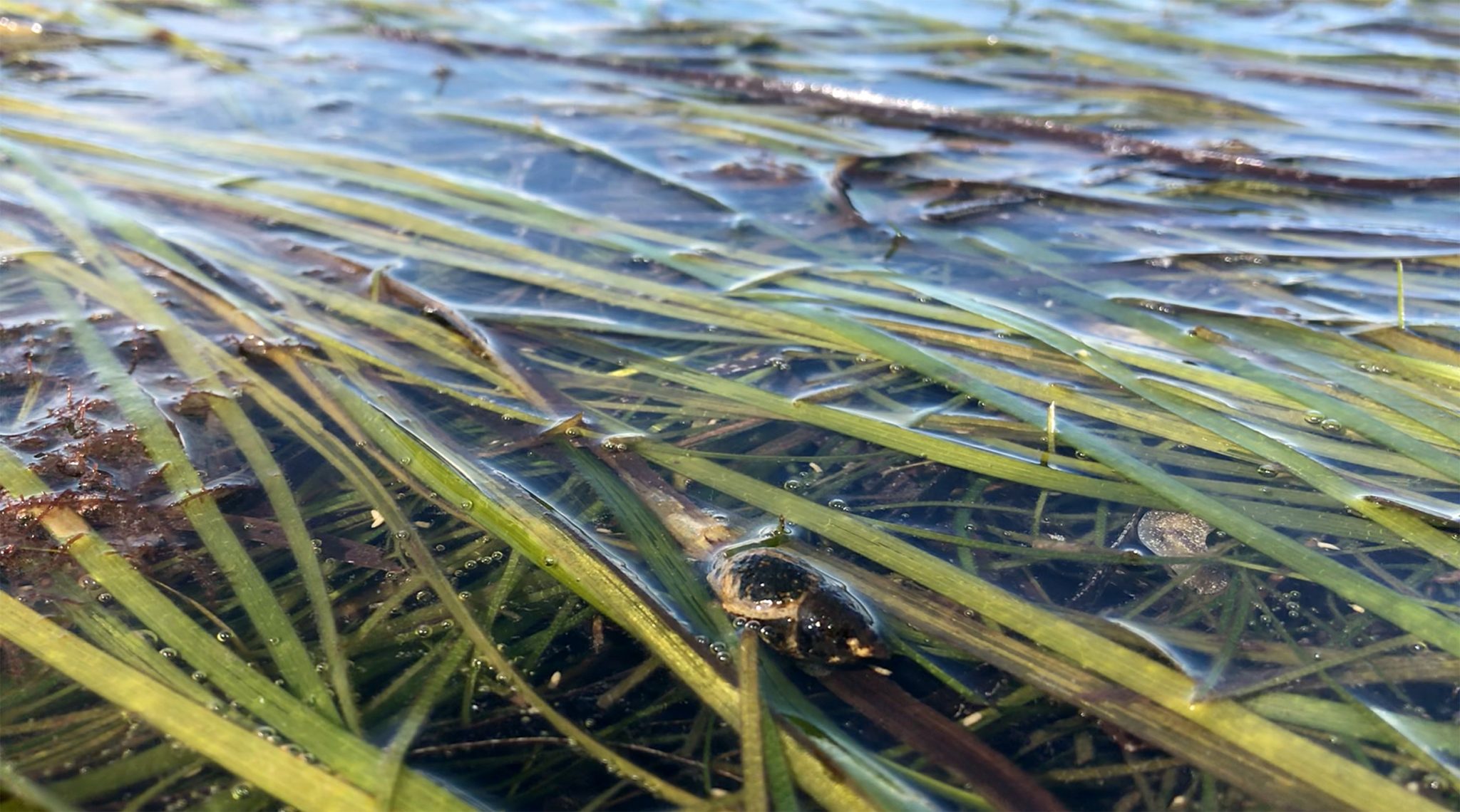 Identifying Eel Grass | Prince Rupert Port Authority : Prince Rupert ...
