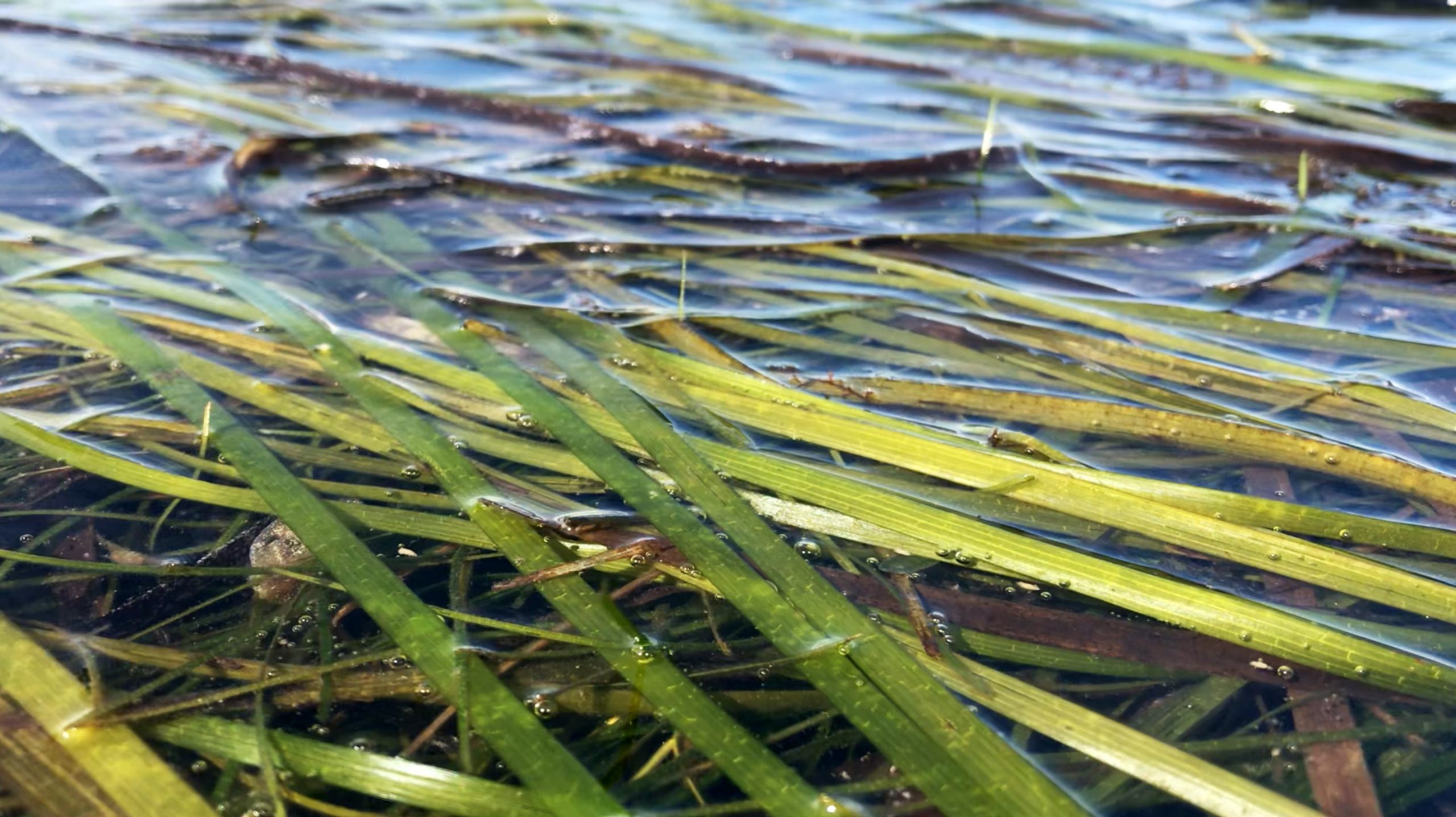 Identifying Eel Grass | Prince Rupert Port Authority : Prince Rupert ...