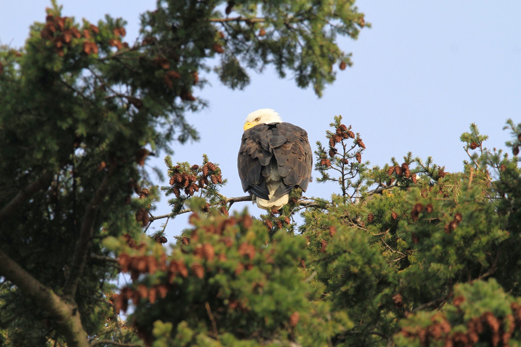 Migratory Birds : Prince Rupert Port Authority