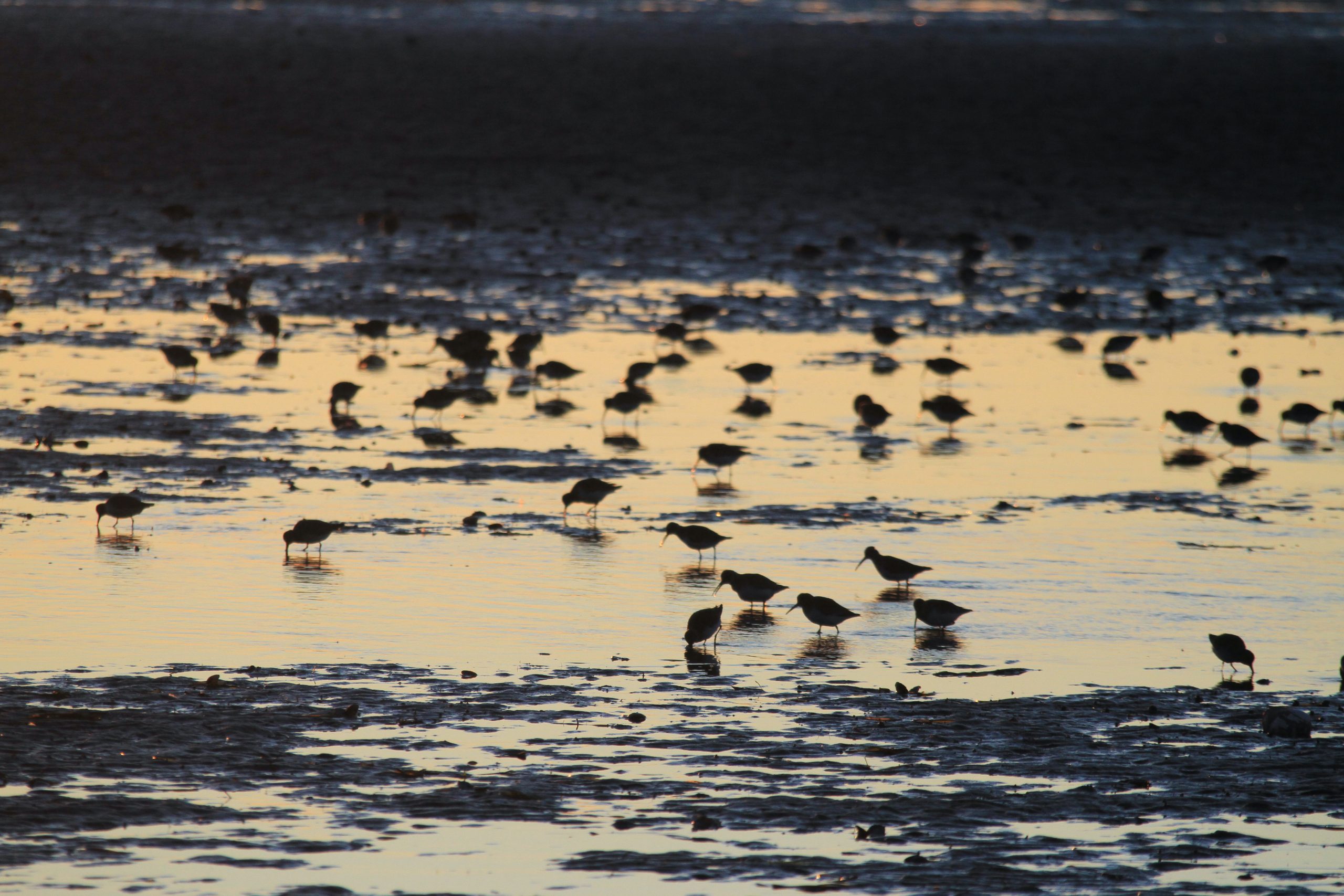 Migratory Birds | Eagles Passing Through Fraser Valley | Prince Rupert ...